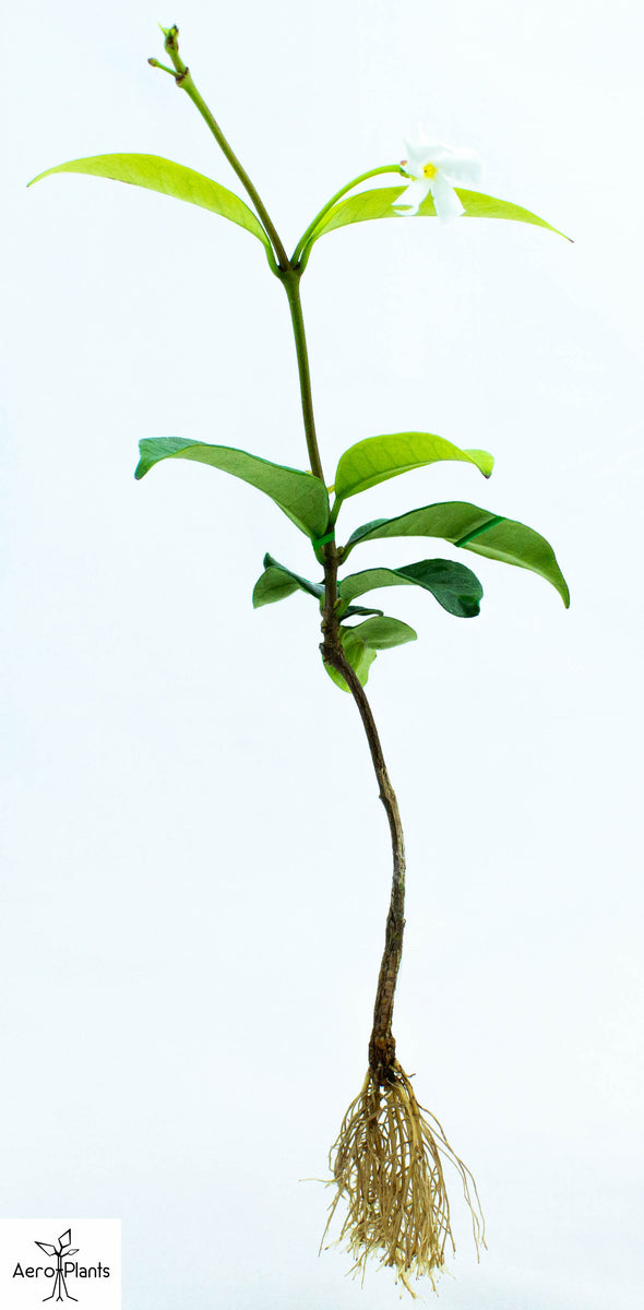 Flowering Aero-Plants™ – Aero Plants