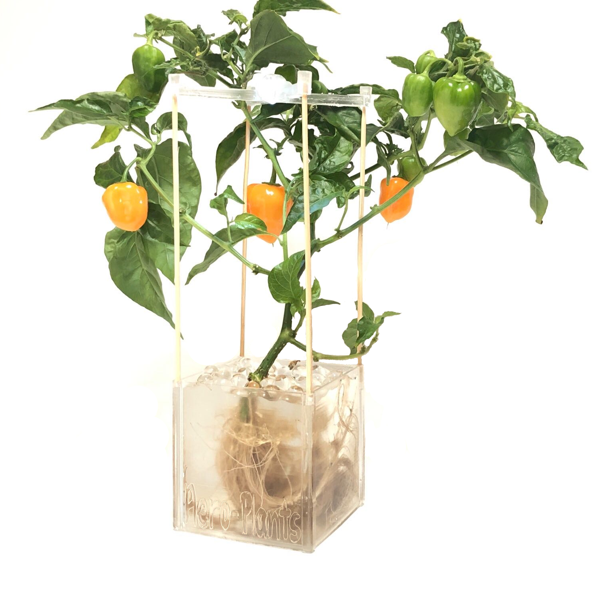 Fruiting Aero-Plants™ – Aero Plants